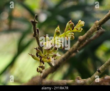 Narrow leaved maire (Nestegis montana) Plantae Stock Photo - Alamy