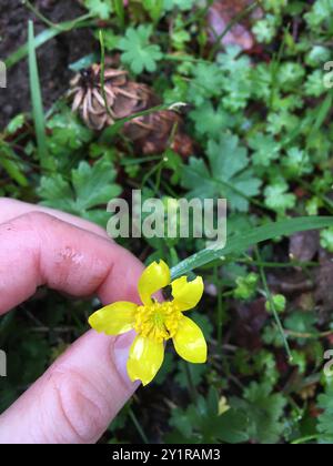 Western Buttercup (Ranunculus occidentalis) Plantae Stock Photo - Alamy