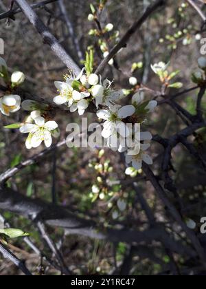 sand cherry (Prunus pumila), Plantae, Lake Township, MI, USA Stock ...