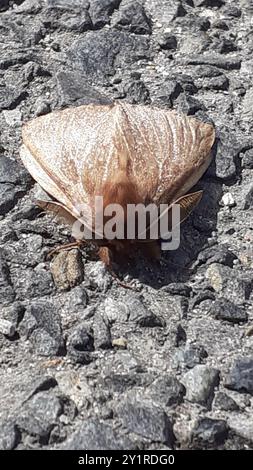 Monkey Moths (Eupterotidae) Insecta Stock Photo - Alamy