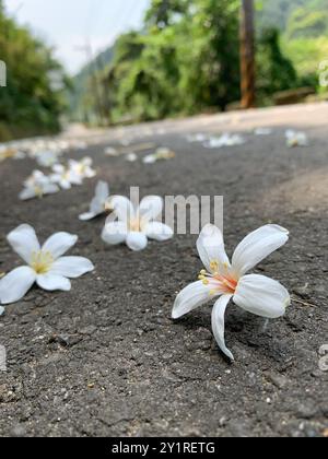 mu oil tree (Vernicia montana) Plantae Stock Photo - Alamy