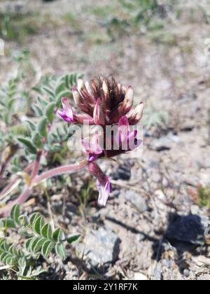 shaggy milkvetch (Astragalus malacus) Plantae Stock Photo - Alamy