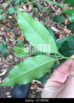 Australian Olive (Olea paniculata) Plantae Stock Photo - Alamy