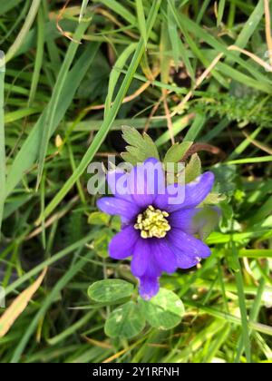 Greek Anemone (Anemonoides blanda) Plantae Stock Photo - Alamy
