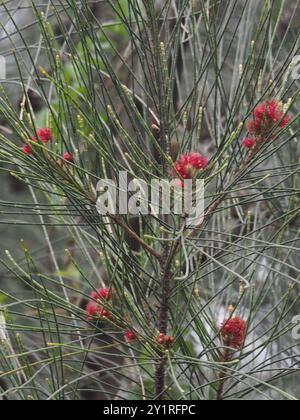 Beach Sheoak (Casuarina equisetifolia) Plantae Stock Photo - Alamy