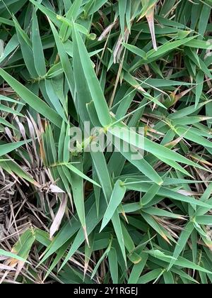 (Arundo formosana) Plantae Stock Photo - Alamy