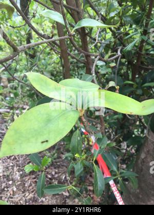 Japanese Ternstroemia (Ternstroemia gymnanthera), Plantae, 中国浙江省杭州市西湖区 ...