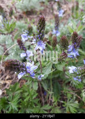 Prostrate Speedwell (Veronica prostrata) Plantae Stock Photo - Alamy