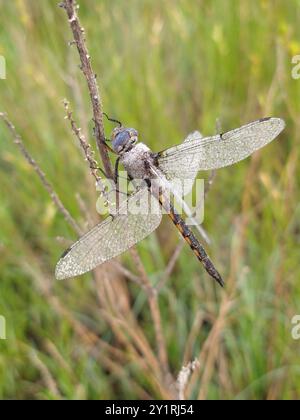 Dot-winged Baskettail (Epitheca petechialis) Insecta Stock Photo - Alamy