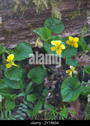 stream violet (Viola glabella) Plantae Stock Photo - Alamy