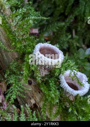 jellied bird's nest fungus (Nidula candida) Fungi Stock Photo - Alamy