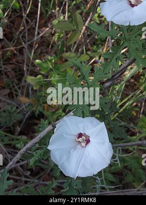 Alamo vine (Distimake dissectus) Plantae Stock Photo - Alamy