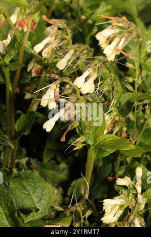 Creeping Comfrey (Symphytum grandiflorum) Plantae Stock Photo - Alamy
