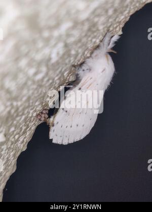 Dot-lined White (Artace cribrarius) Insecta Stock Photo - Alamy