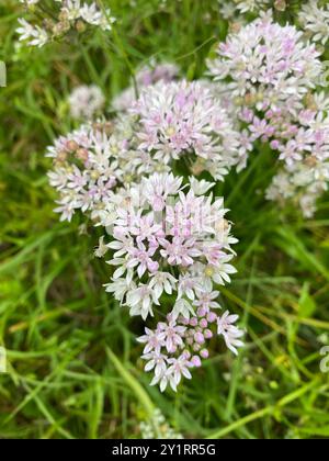 Canadian Meadow garlic (Allium canadense) Plantae Stock Photo - Alamy