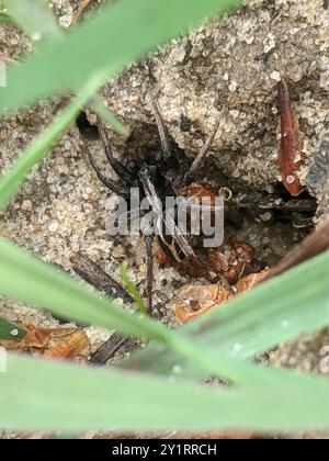 White-banded Fox Spider (Alopecosa albofasciata) Arachnida Stock Photo ...