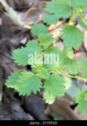 heartleaf nettle (Urtica chamaedryoides), Plantae, Temple, TX, US Stock ...
