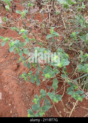 Bindii (Acanthospermum hispidum) Plantae Stock Photo - Alamy