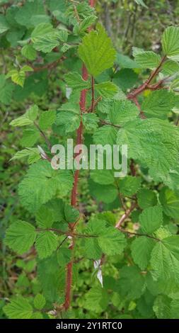 wineberry (Rubus phoenicolasius) Plantae Stock Photo - Alamy