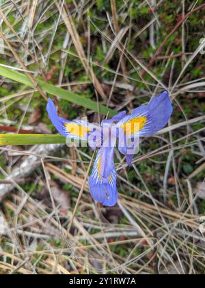 Dwarf Iris (Iris verna) Plantae Stock Photo - Alamy