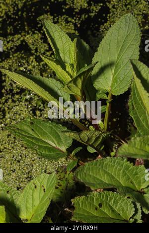Water Figwort (Scrophularia auriculata) Plantae Stock Photo - Alamy