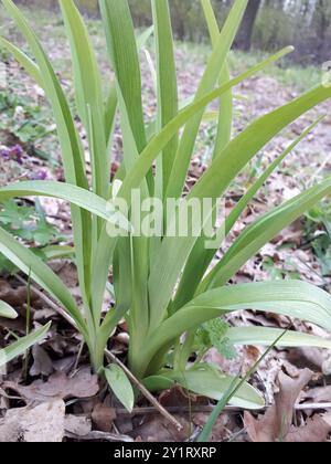 Leafless Iris (Iris aphylla) Plantae Stock Photo - Alamy