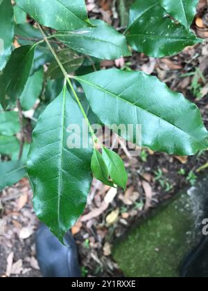 Australian Olive (Olea paniculata) Plantae Stock Photo - Alamy