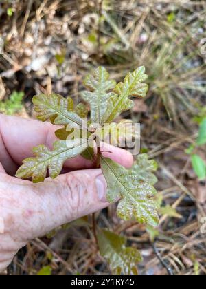 sand post oak (Quercus margaretiae) Plantae Stock Photo - Alamy