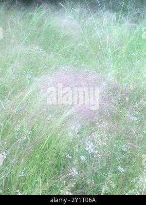 Winter Bentgrass (Agrostis hyemalis) Plantae Stock Photo - Alamy