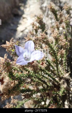 Giant Bell (Roella ciliata) Plantae Stock Photo - Alamy