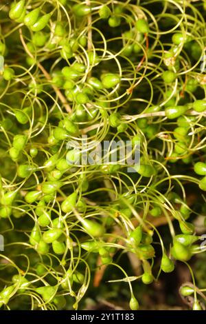 Bonfire moss (Funaria hygrometrica) Plantae Stock Photo - Alamy