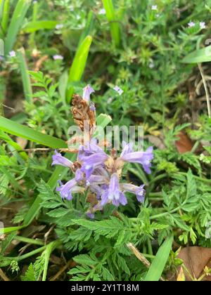 hemp broomrape (Phelipanche ramosa) Plantae Stock Photo - Alamy