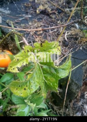Cockroach Berry (Solanum capsicoides) Plantae Stock Photo - Alamy