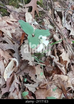 snow trillium (Trillium nivale) Plantae Stock Photo - Alamy
