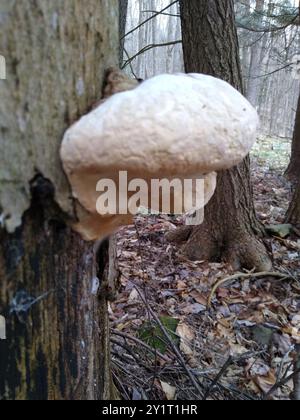 Ochre-banded Conk (Fomitopsis ochracea) Fungi Stock Photo - Alamy