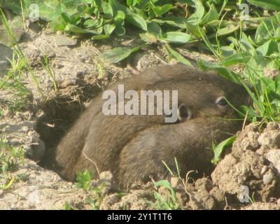 Camas Pocket Gopher (Thomomys bulbivorus) Mammalia Stock Photo - Alamy