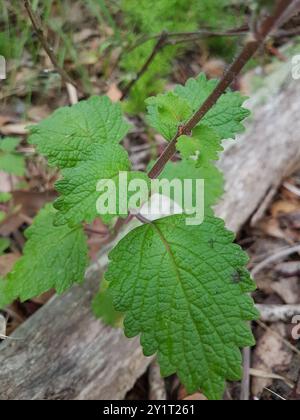 little spurflower (Coleus australis) Plantae Stock Photo - Alamy
