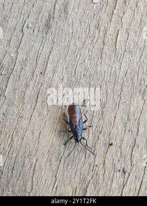 Swan plant seed bug (Arocatus rusticus Stock Photo - Alamy