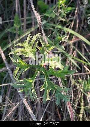 Alamo vine (Distimake dissectus) Plantae Stock Photo - Alamy