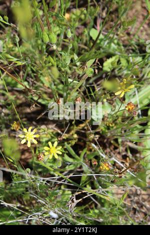 glue-seed (Blennosperma nanum) Plantae Stock Photo - Alamy