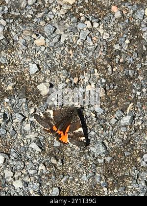 Infant Moth (Archiearis infans) Insecta Stock Photo - Alamy