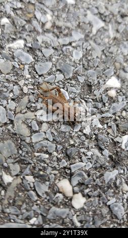 Eastern Striped Cricket (Miogryllus verticalis Stock Photo - Alamy