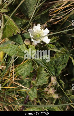 European dewberry (Rubus caesius) Plantae Stock Photo - Alamy