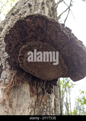 Cracked Cap Polypore (Fulvifomes robiniae) Fungi Stock Photo - Alamy