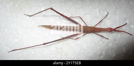 Slantface Grasshoppers (Acrida) Insecta Stock Photo - Alamy