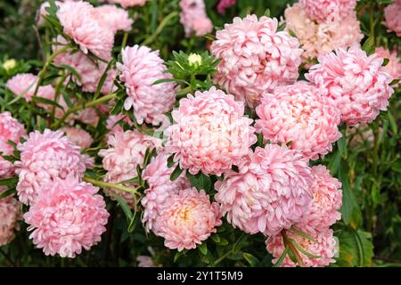 Peach pink Callistephus chinensis, ‘Duchesse Apricot’ Annual Aster ...