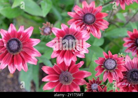 Red pink Rudbeckia hirta ‘Cherry Brandy’ black eyed susan in flower ...