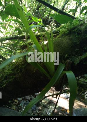 Tillandsioids (Tillandsioideae) Plantae Stock Photo - Alamy