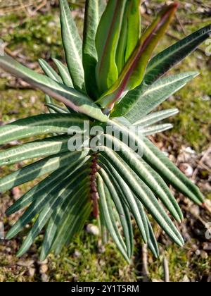 caper spurge (Euphorbia lathyris) Plantae Stock Photo - Alamy