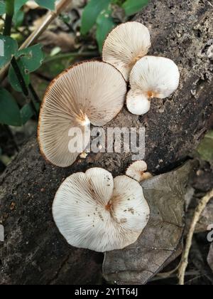 (Crepidotus fuscovelutinus) Fungi Stock Photo - Alamy